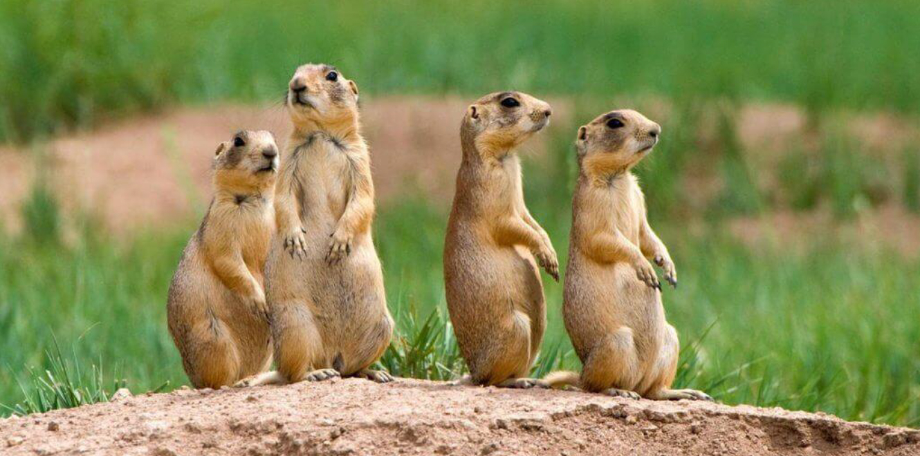 Missouri S T EConnection Talk Goes To The Prairie Dogs Missouri S T EConnection Talk Goes To The Prairie Dogs
